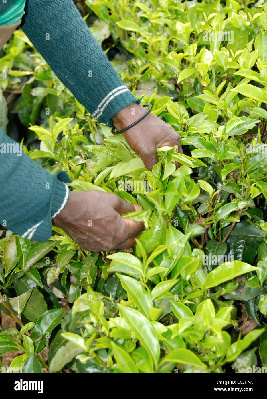 TEA PICKER. Hands of a female tea picker hidden in the tea plantation ...