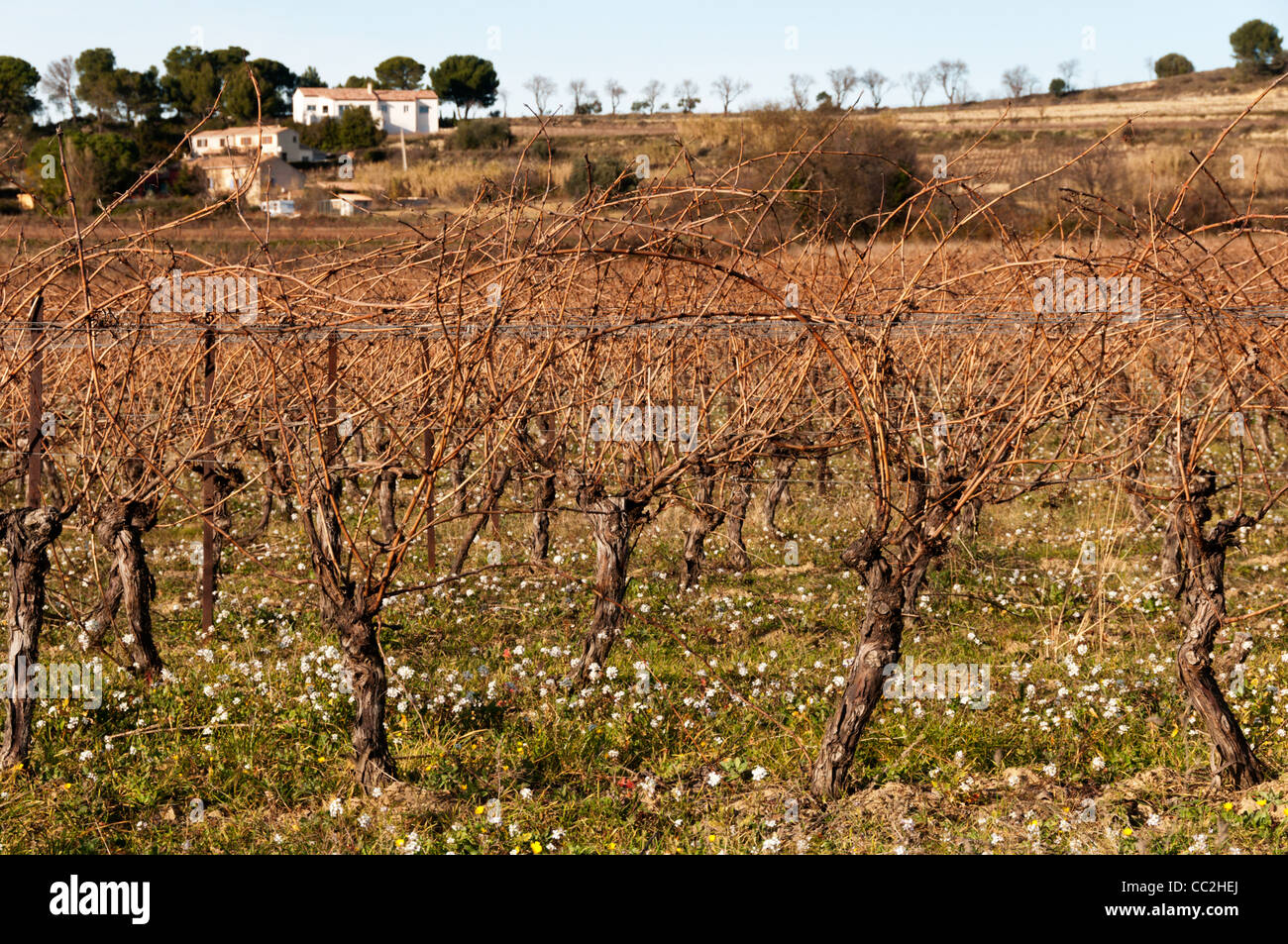 Leafless vines in the Faugeres wine region of Southern France Stock ...