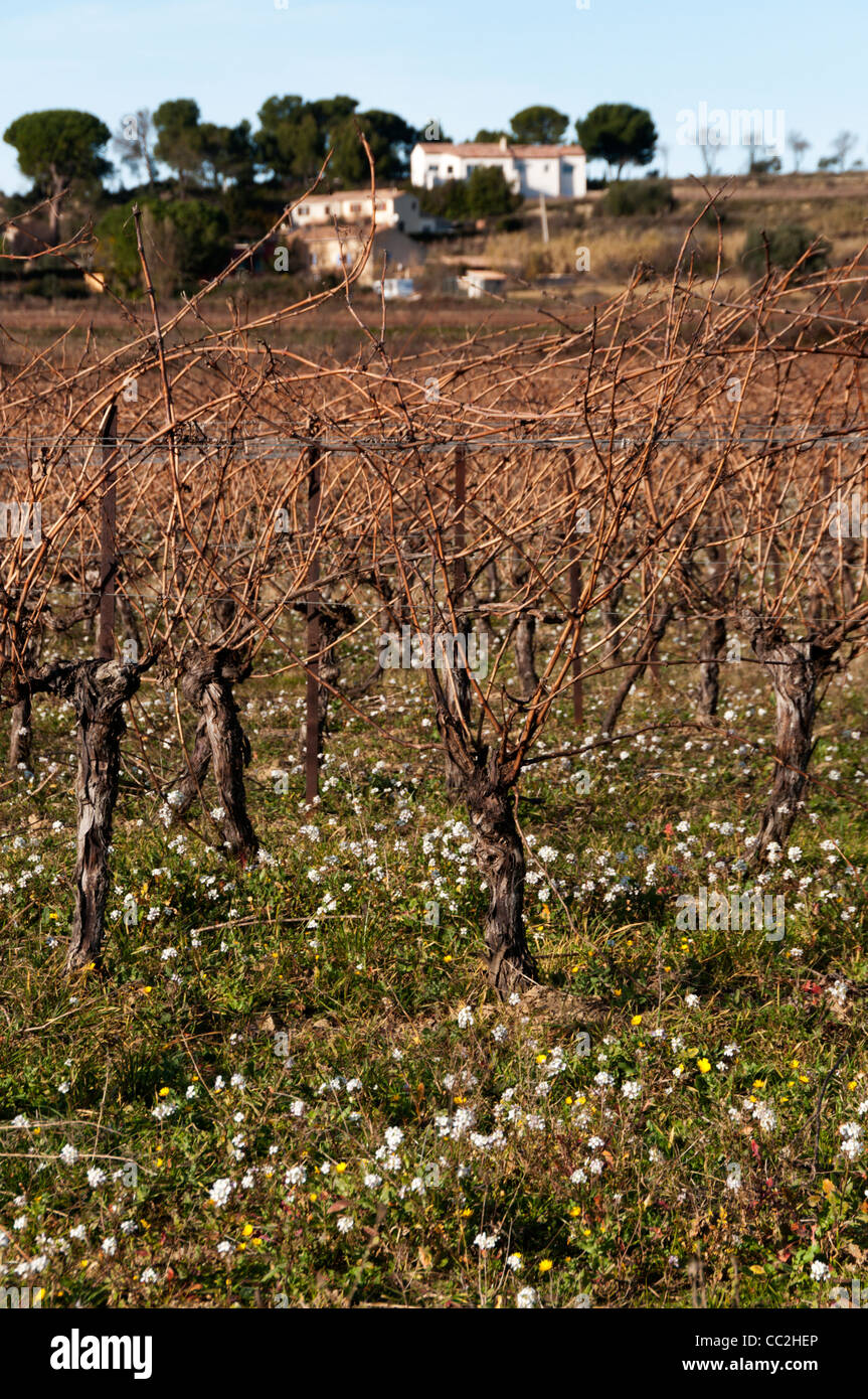 Leafless vines in the Faugeres wine region of Southern France Stock ...