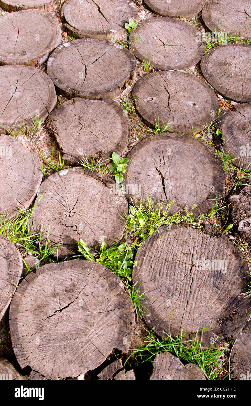 Background of tree stumps sting into the ground Stock Photo - Alamy