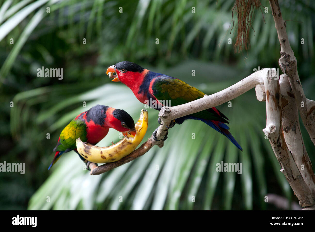Black-capped Lory bird - Lorius lory - sitting on a branch eating a ...