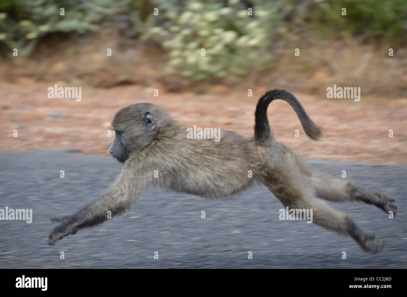 Baboon running hi-res stock photography and images - Alamy