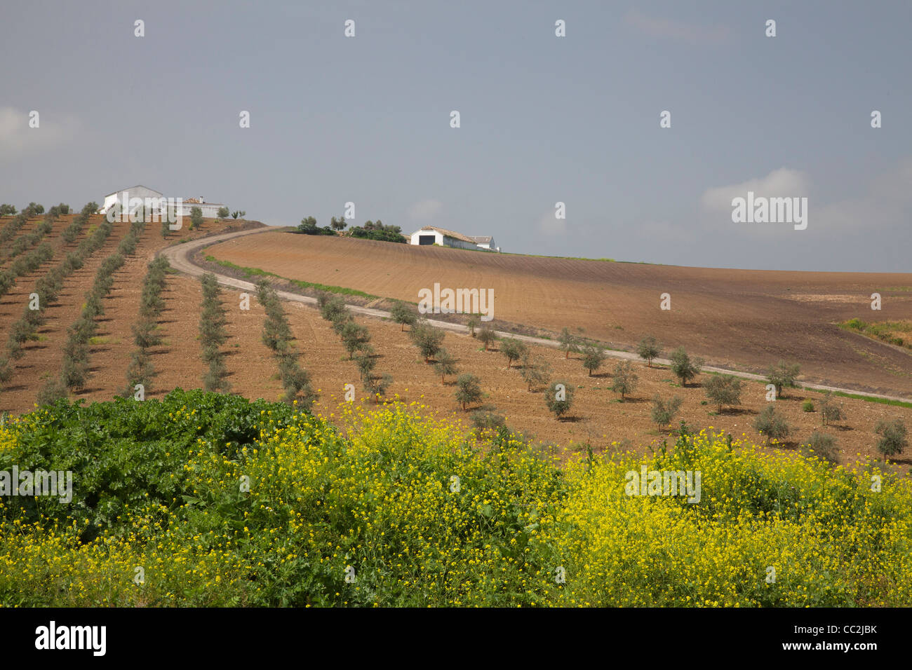 Olive farm in andalucia hi-res stock photography and images - Alamy