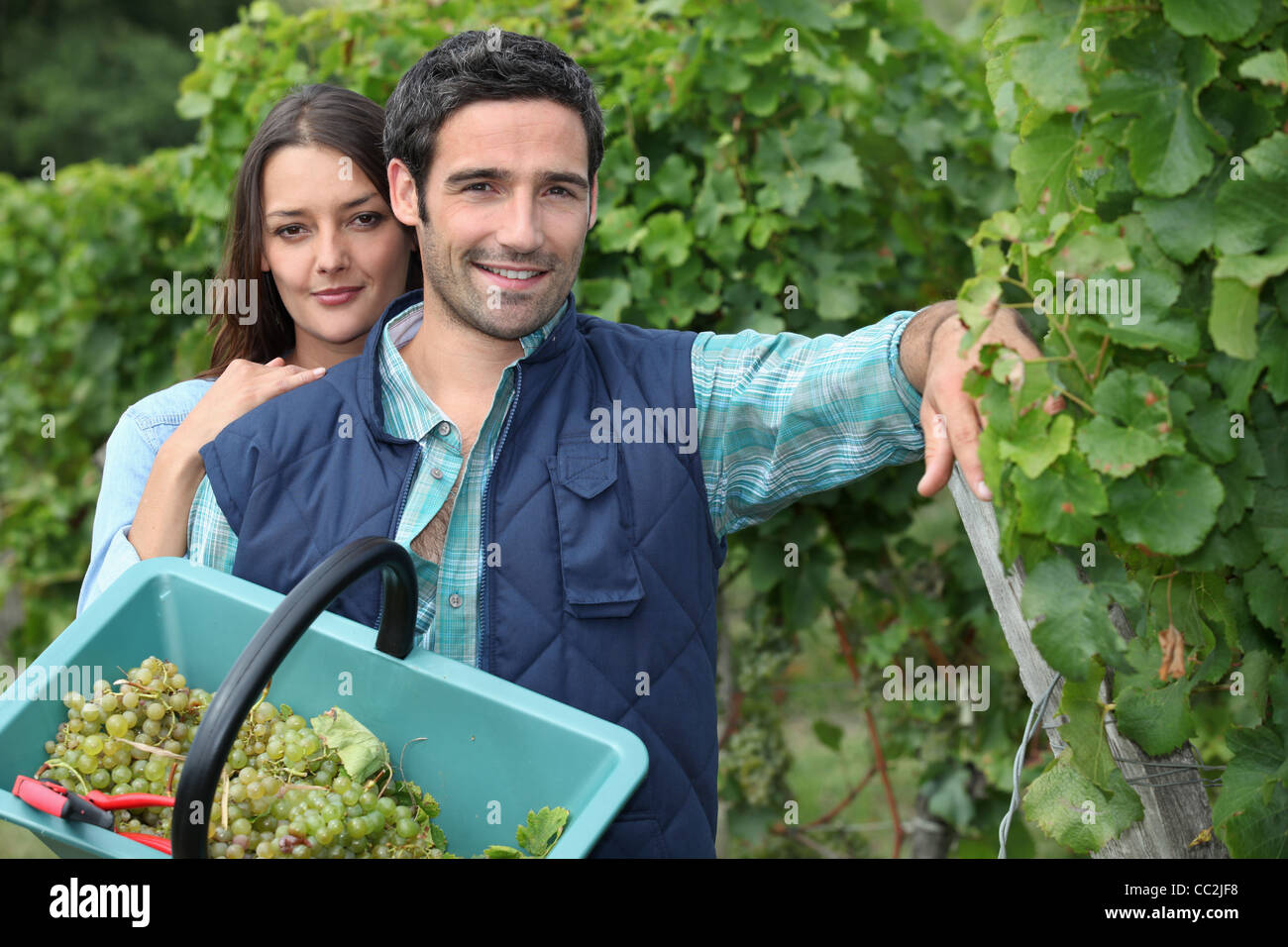 Break grape picking hi-res stock photography and images - Alamy