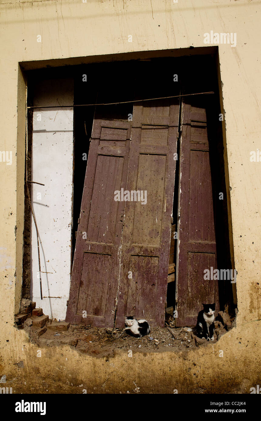 Derelict wooden doors with cats, Luxor Town, Egypt Stock Photo - Alamy