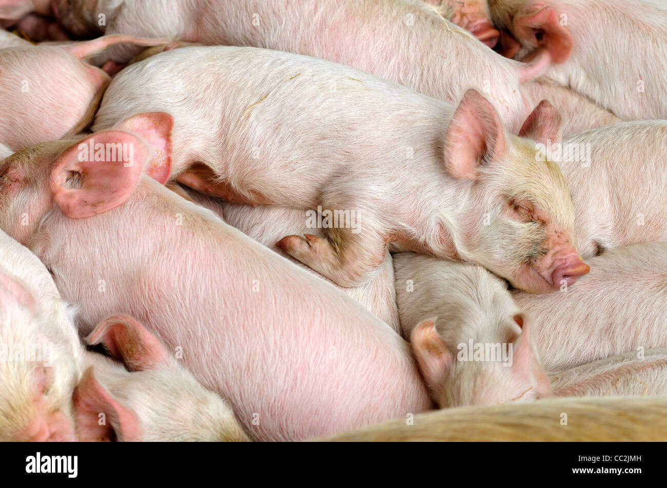 Young piglets sleeping together in a pile to keep warm Stock Photo - Alamy
