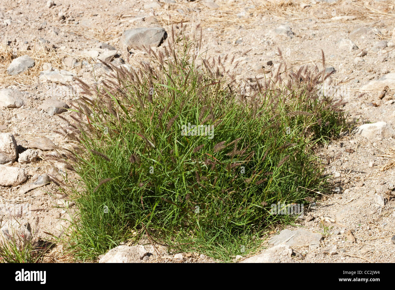 Buffelgrass Pennisetum ciliare Tucson, Arizona, United States Stock ...