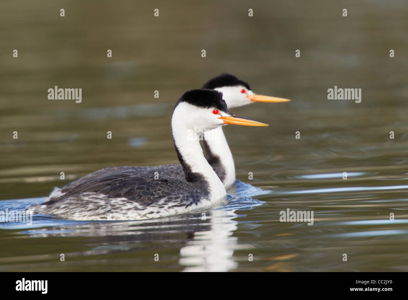 Grebe feet hi-res stock photography and images - Alamy