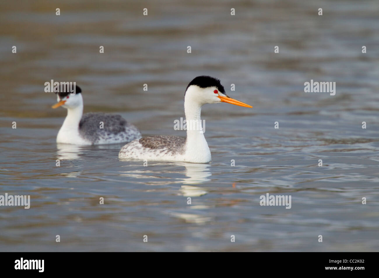 Clark's Grebe Aechmophorus clarkii Klamath Falls, Oregon, United States ...