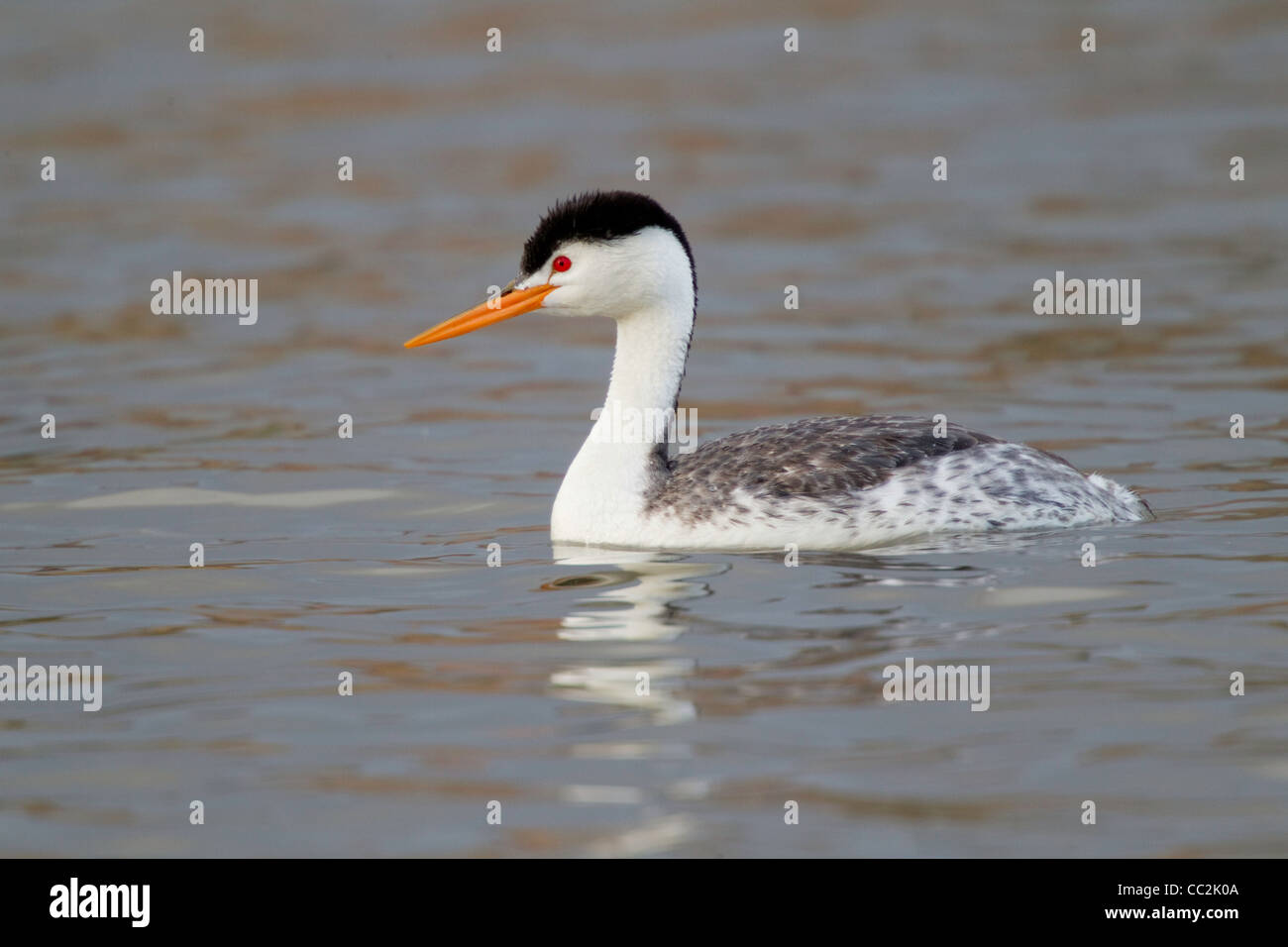 Grebe feet hi-res stock photography and images - Alamy
