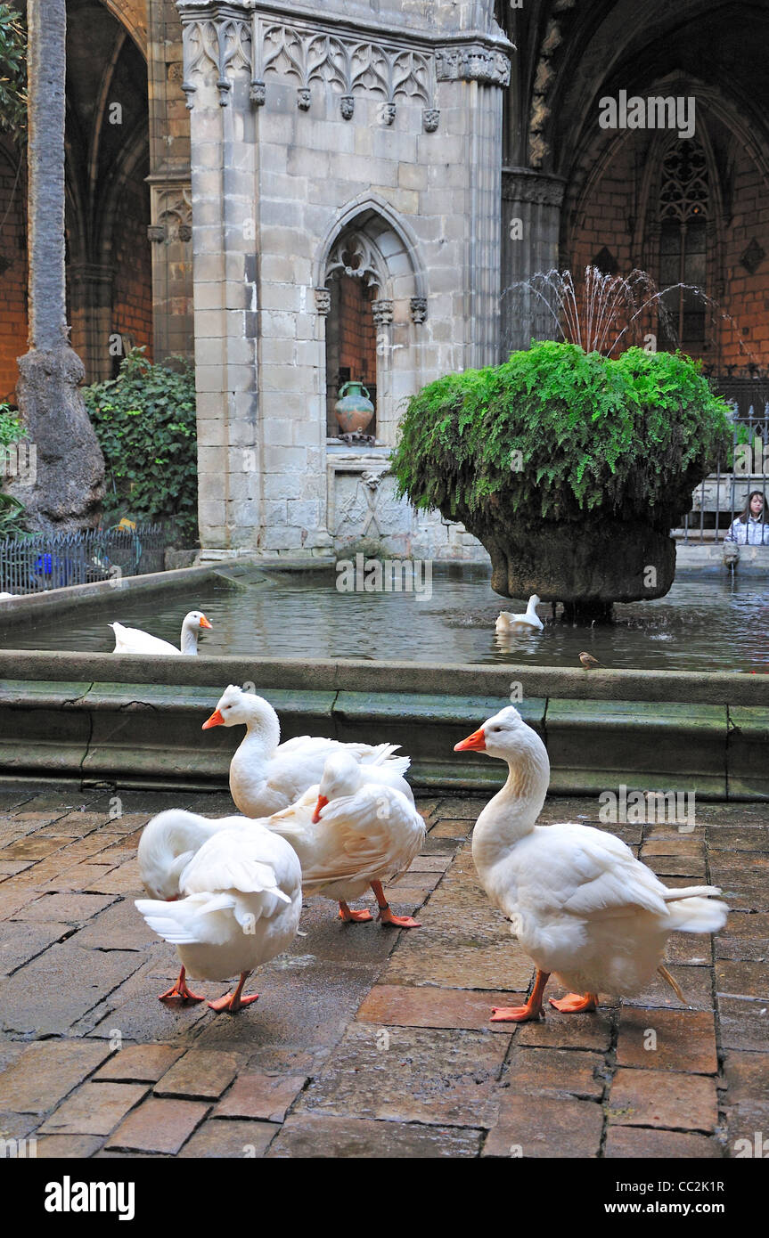 Barcelona, Spain. Cathedral. Some of the 13 white Geese living in the ...
