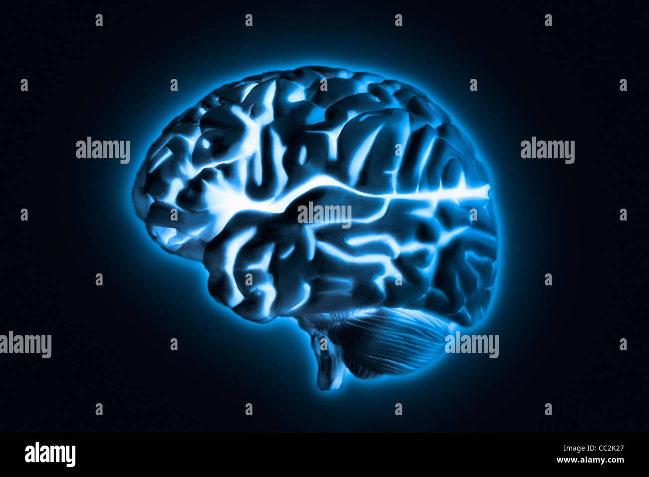 Human Brain Model Blue Glow High Resolution Stock Photography and ...