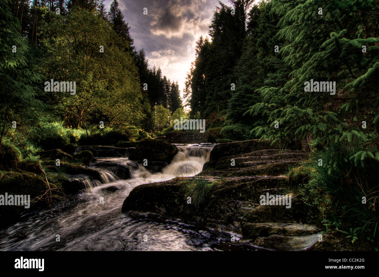 Hafren Forest High Resolution Stock Photography and Images - Alamy