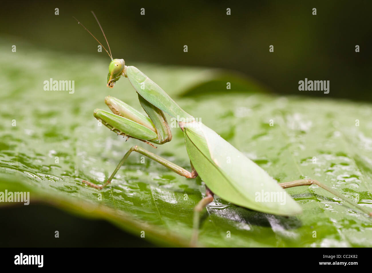 A Praying Mantis (Mantis religiosa) in Indonesia Stock Photo - Alamy