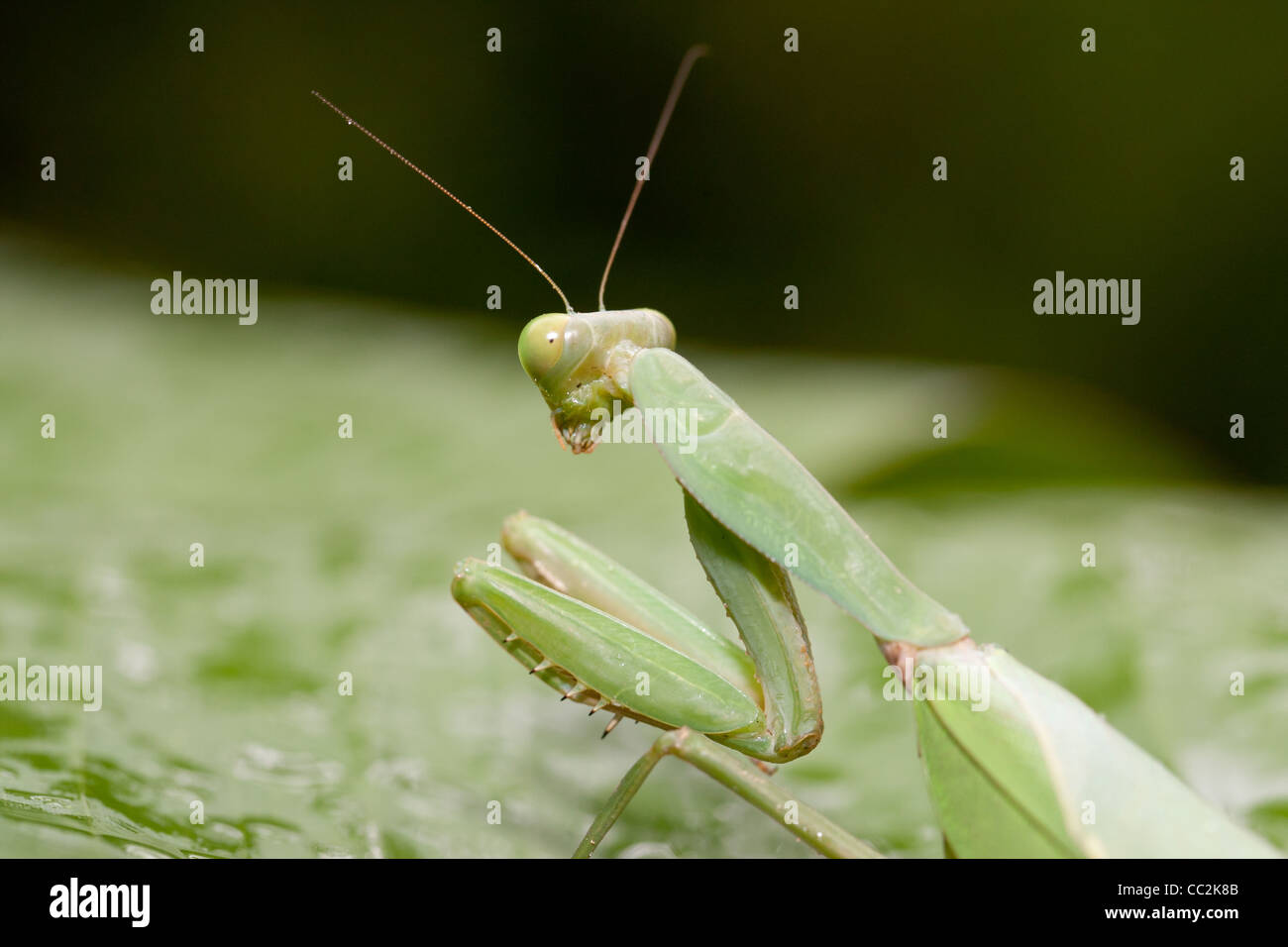 A Praying Mantis (Mantis religiosa) in Indonesia Stock Photo - Alamy