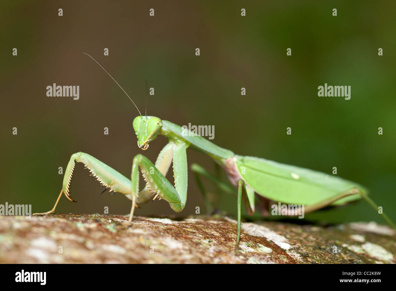 Bug in java hi-res stock photography and images - Alamy