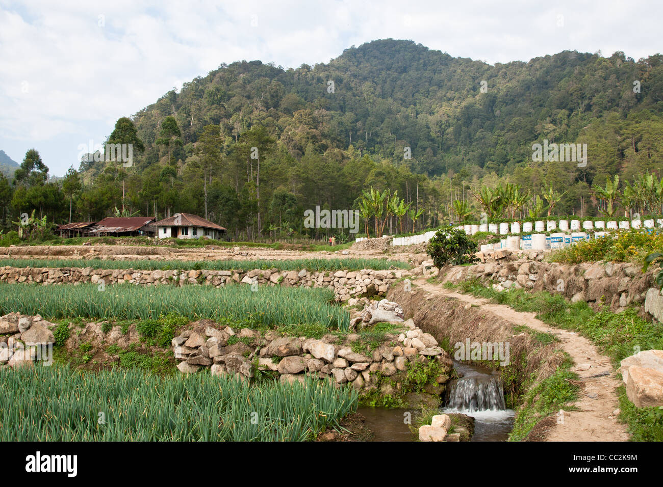 Farmland In Java Indonesia Stock Photo - Alamy