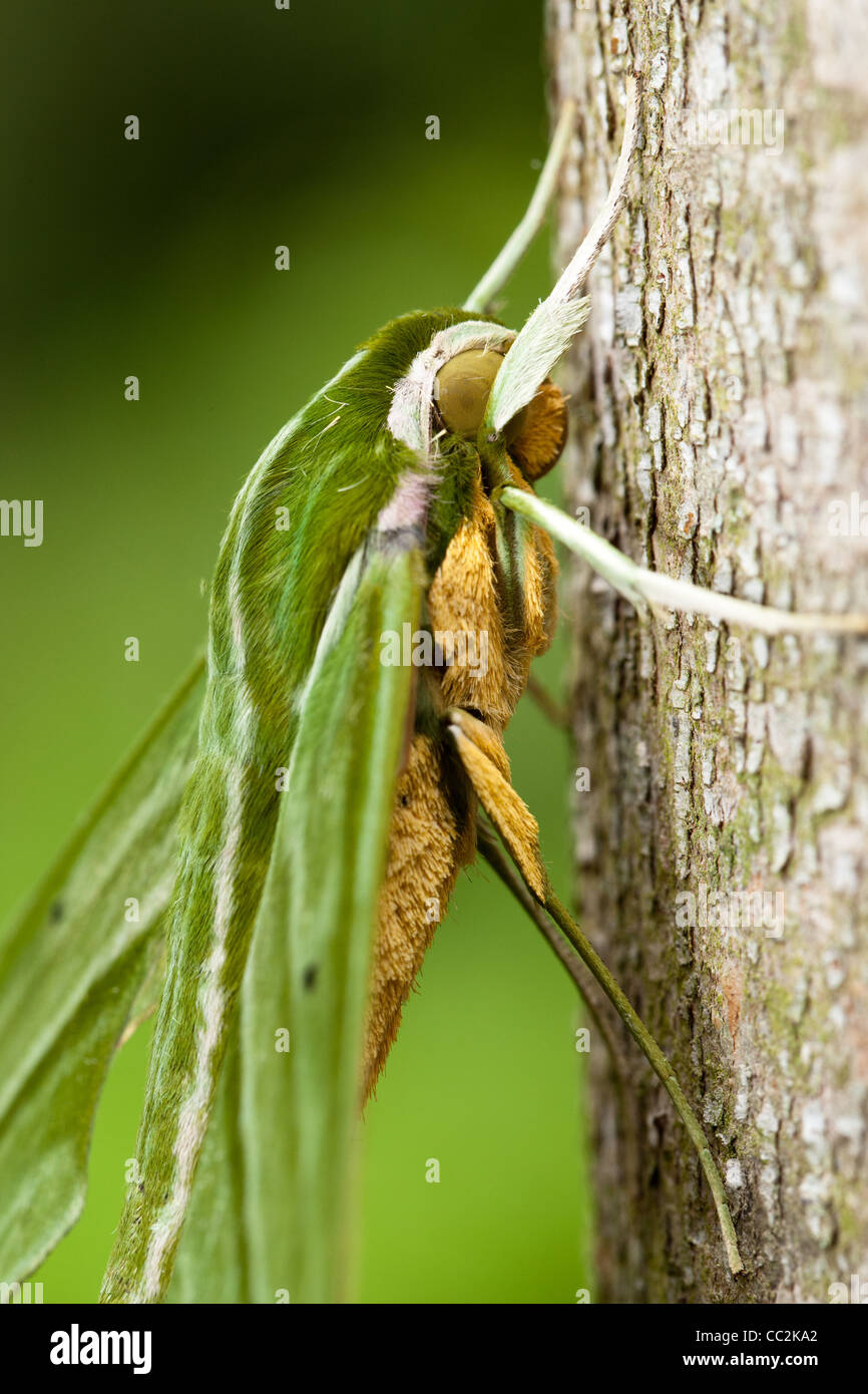 A Javan green hawk moth. Java. Indonesia Stock Photo - Alamy