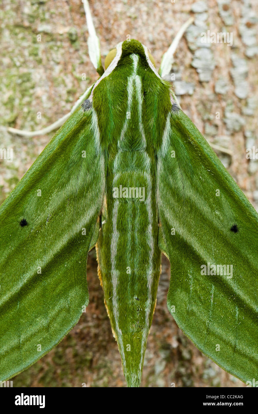 A Javan green hawk moth. Java. Indonesia Stock Photo - Alamy