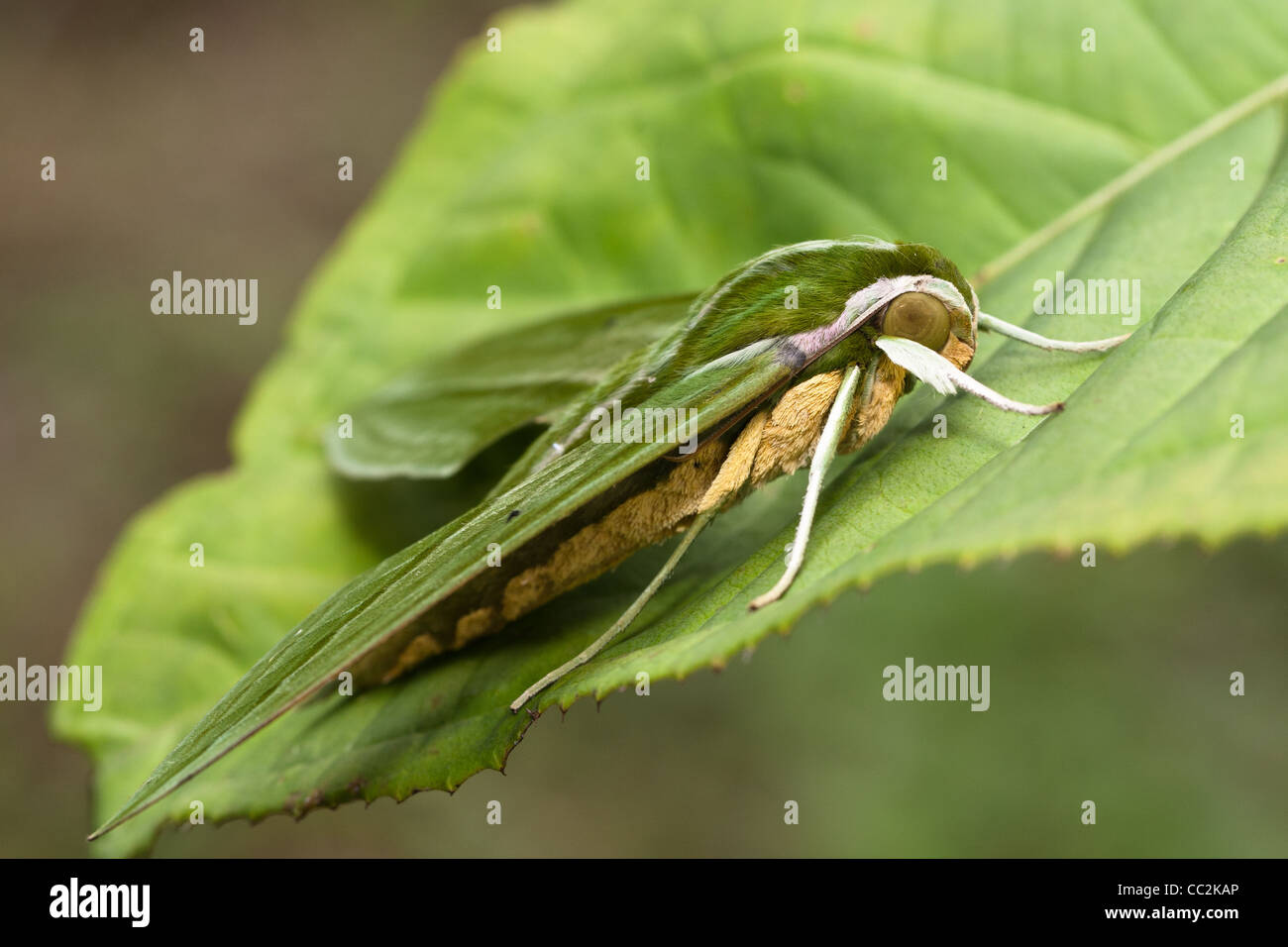 A Javan green hawk moth. Java. Indonesia Stock Photo - Alamy