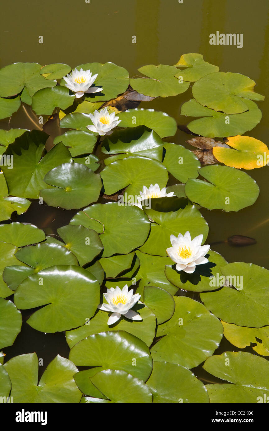 Water lilies hi-res stock photography and images - Alamy