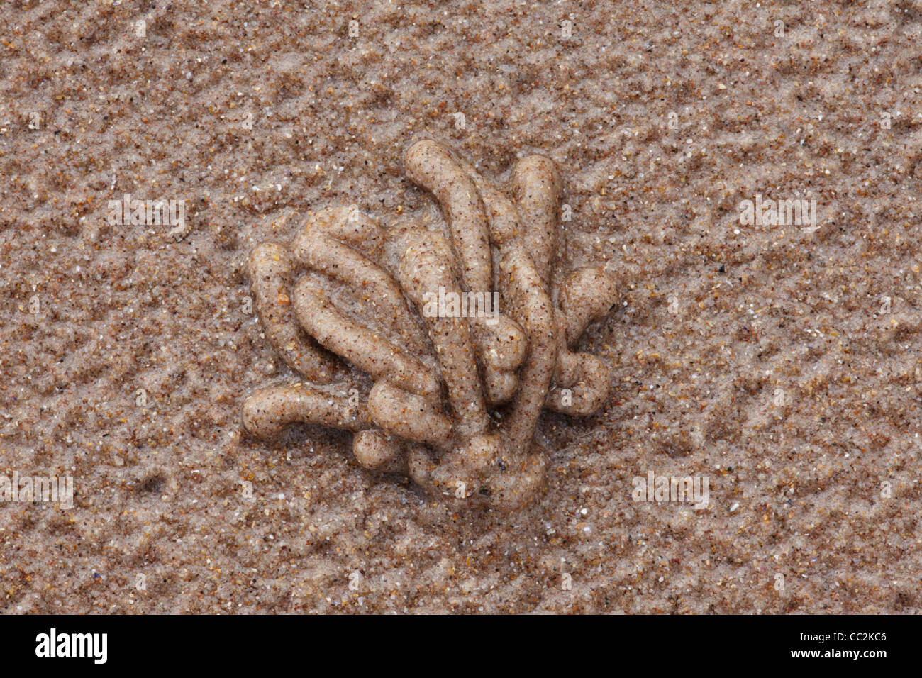 Lug Worm High Resolution Stock Photography and Images - Alamy