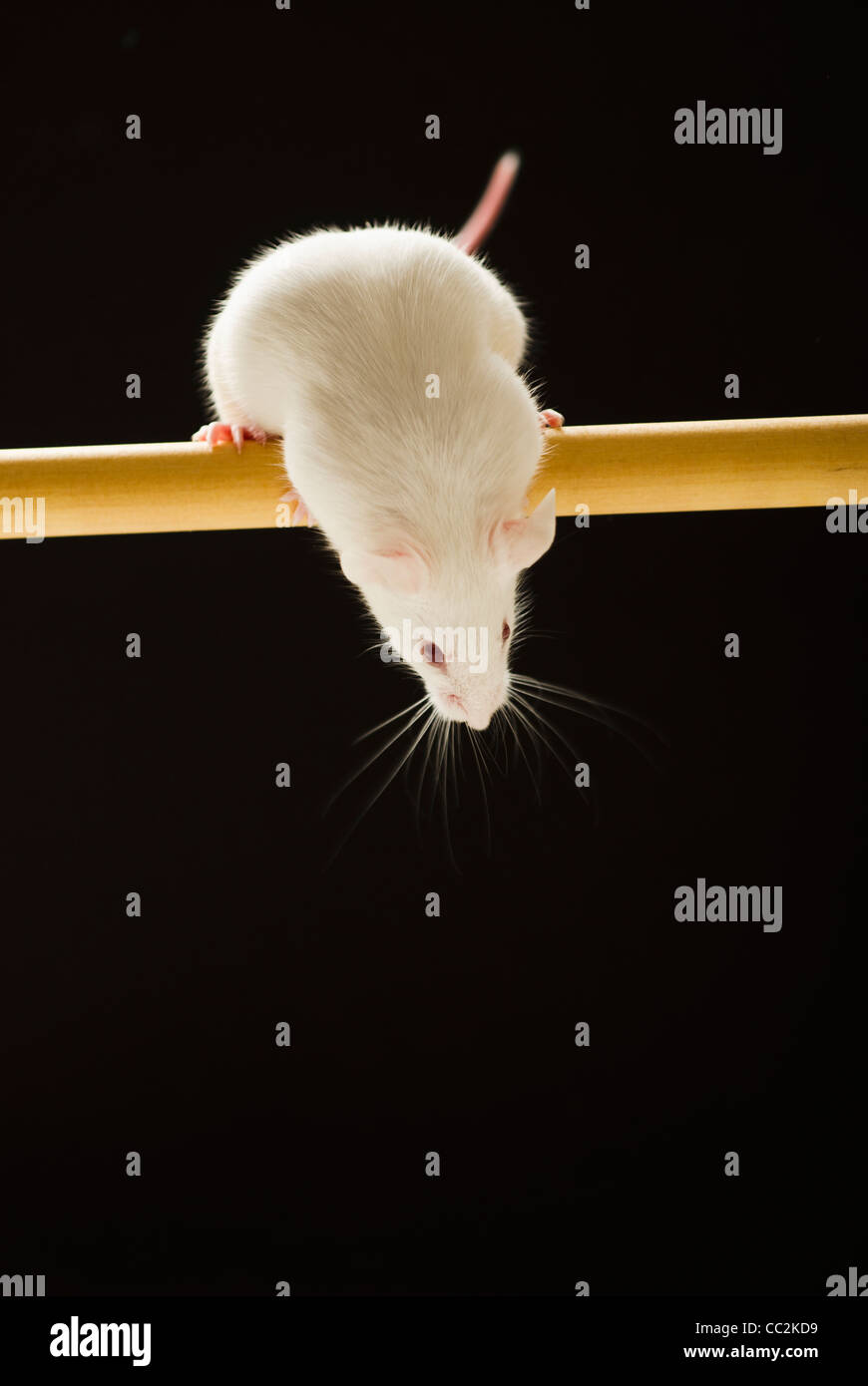 White mouse looking down, studio shot Stock Photo - Alamy