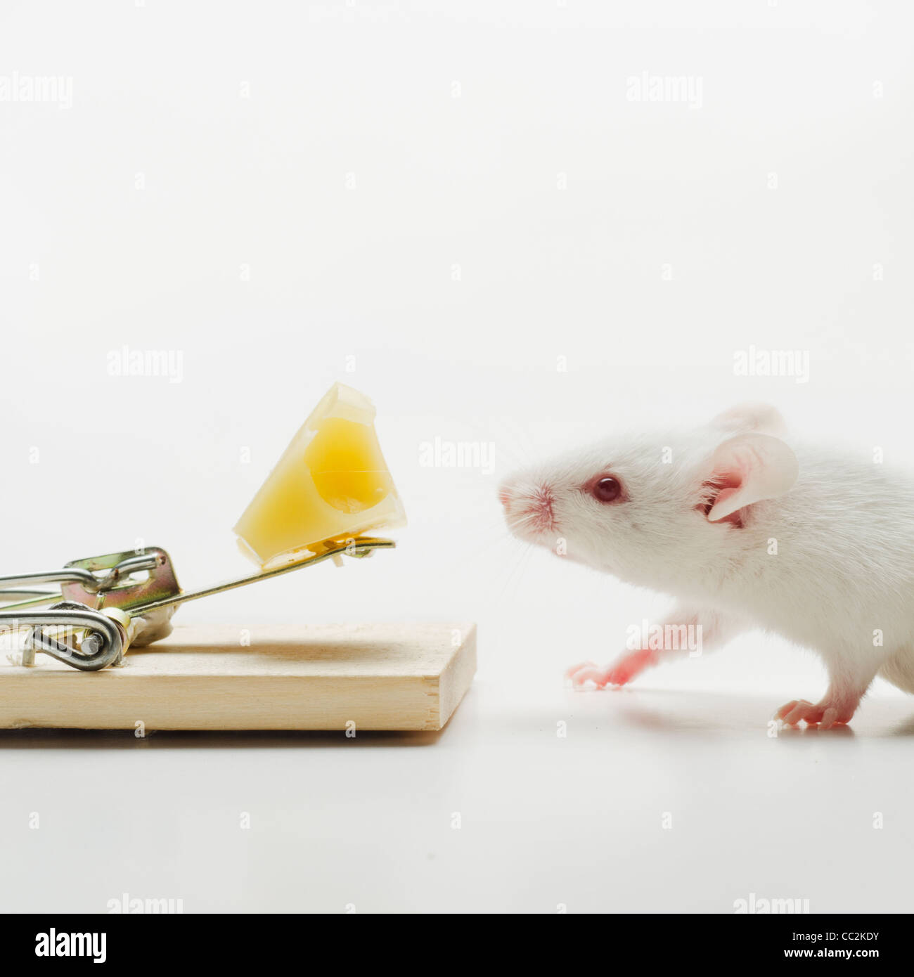 Write mouse near mousetrap, studio shot Stock Photo - Alamy