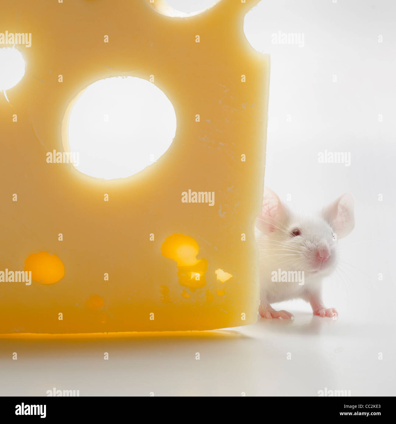 White cheese mouse hi-res stock photography and images - Alamy