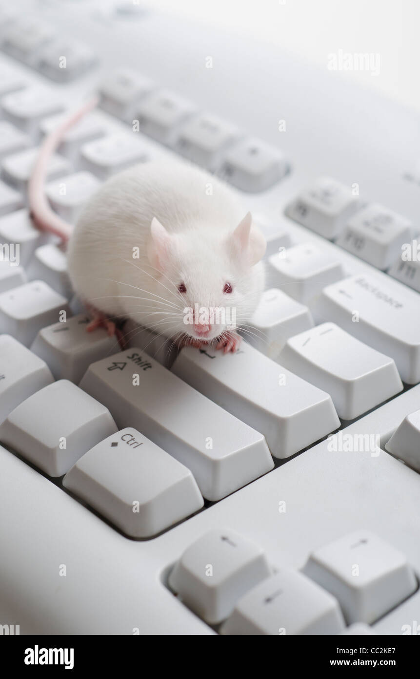 White mouse on computer keyboard, studio shot Stock Photo - Alamy