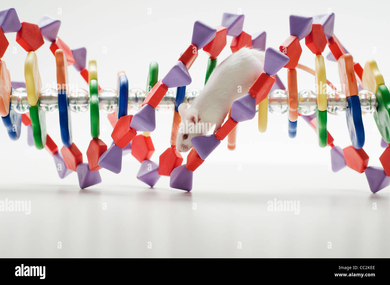 Laboratory mouse hi-res stock photography and images - Alamy