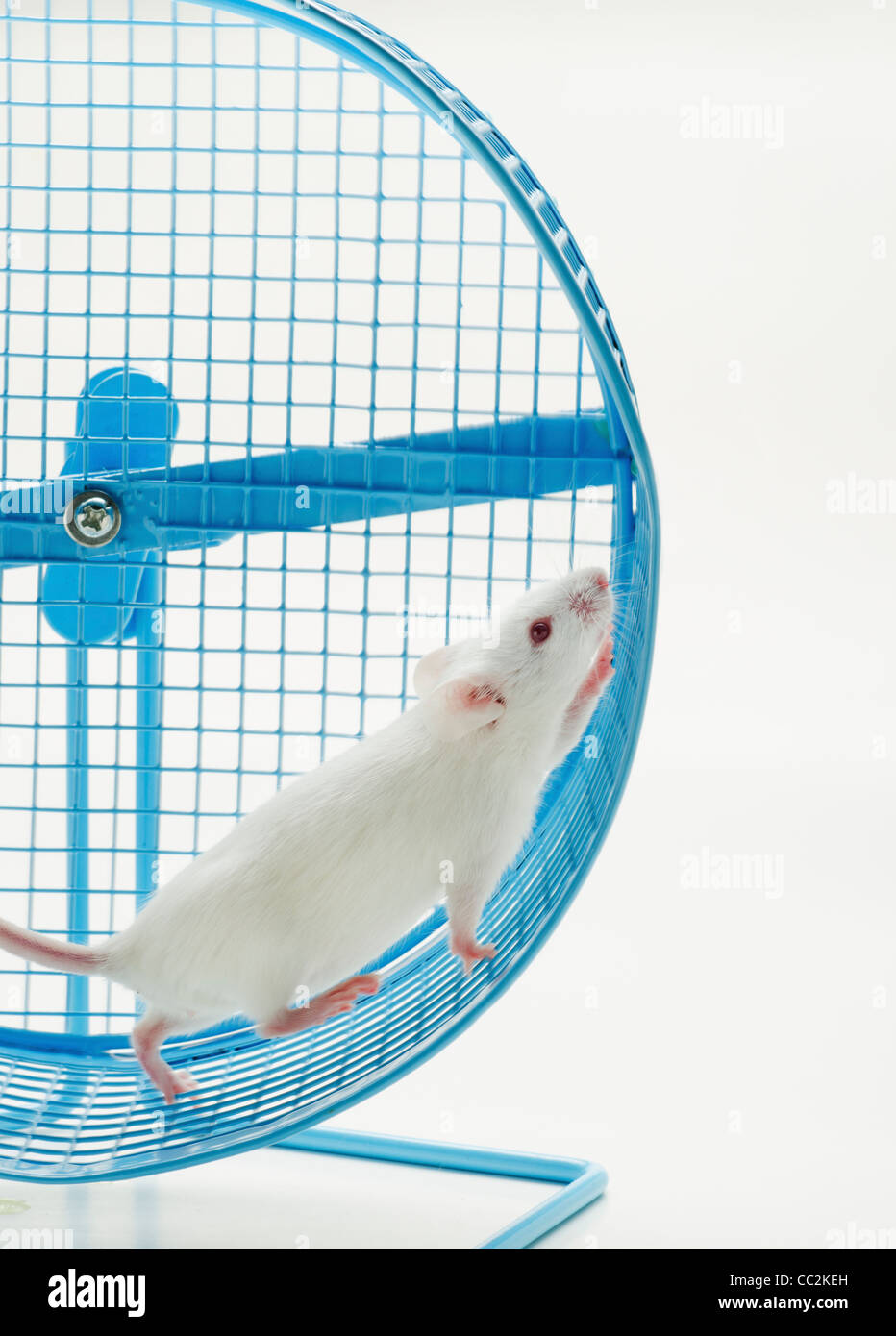 White mouse in exercise wheel, studio shot Stock Photo - Alamy