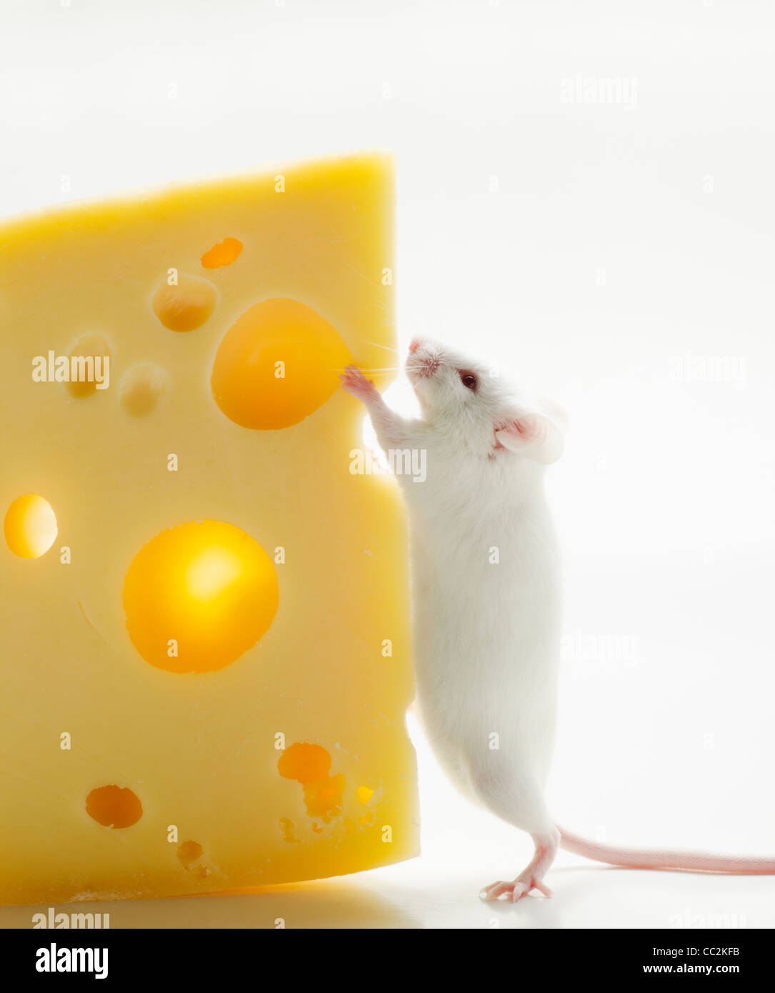 White mouse with cheese, studio shot Stock Photo - Alamy