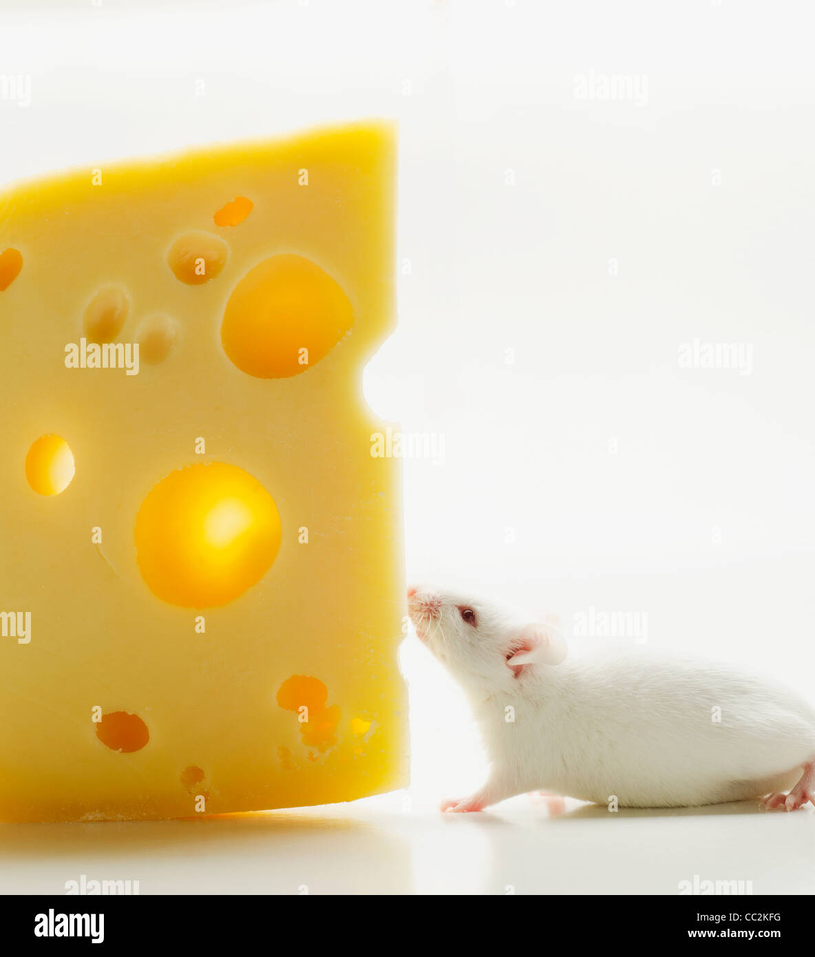 White mouse with cheese, studio shot Stock Photo - Alamy