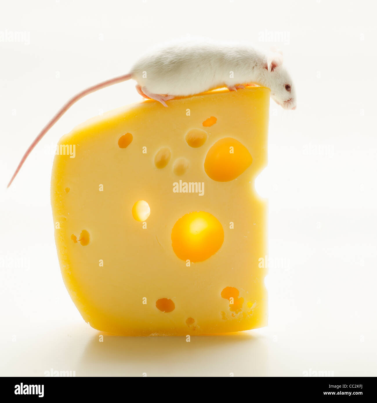 White mouse with cheese, studio shot Stock Photo - Alamy