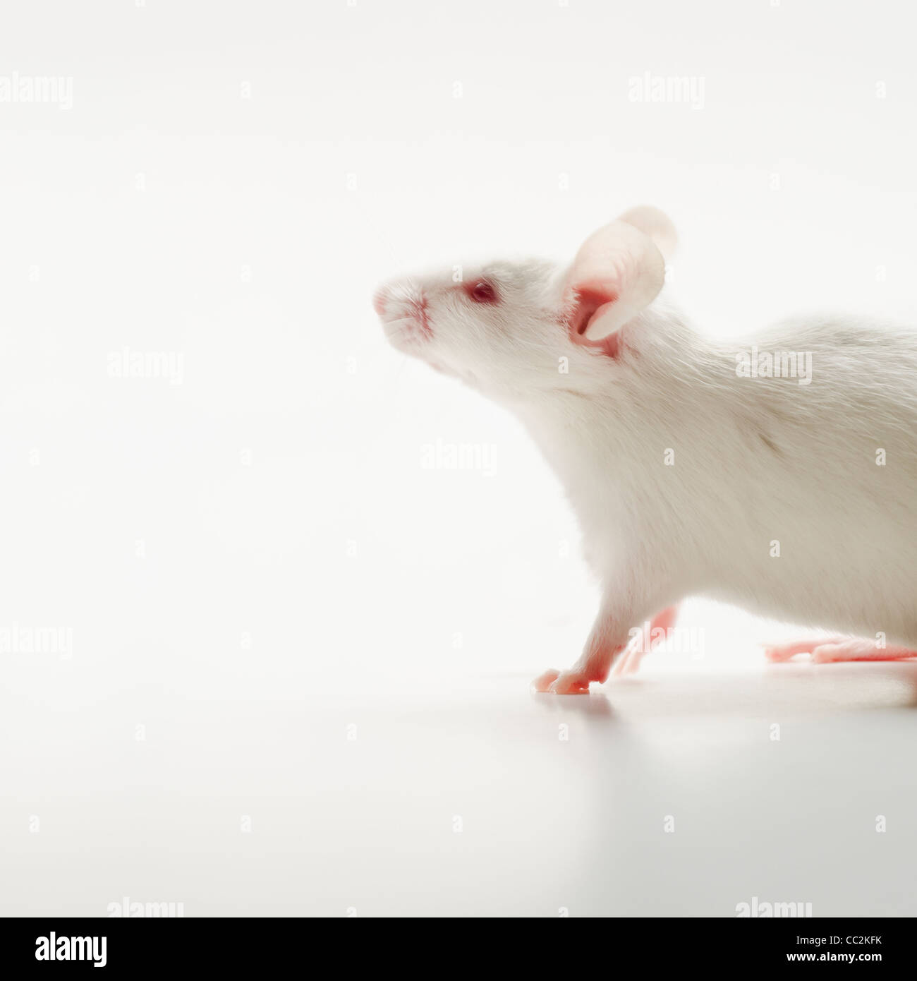 White mouse on white background, studio shot Stock Photo - Alamy