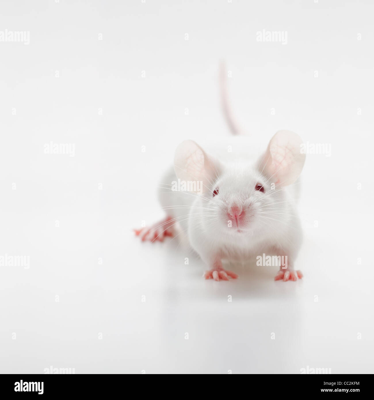 White mouse on white background, studio shot Stock Photo - Alamy