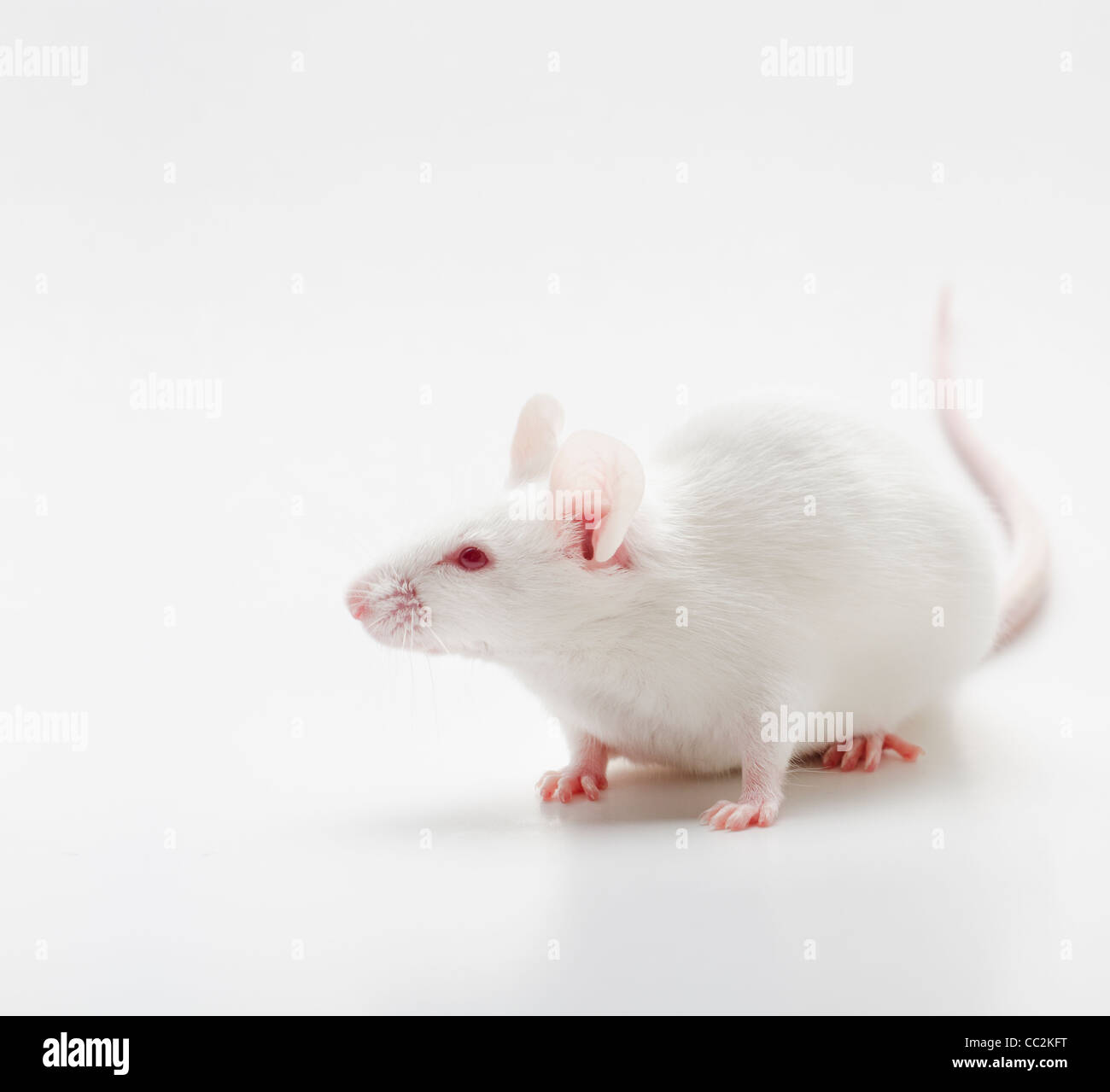White mouse on white background, studio shot Stock Photo - Alamy