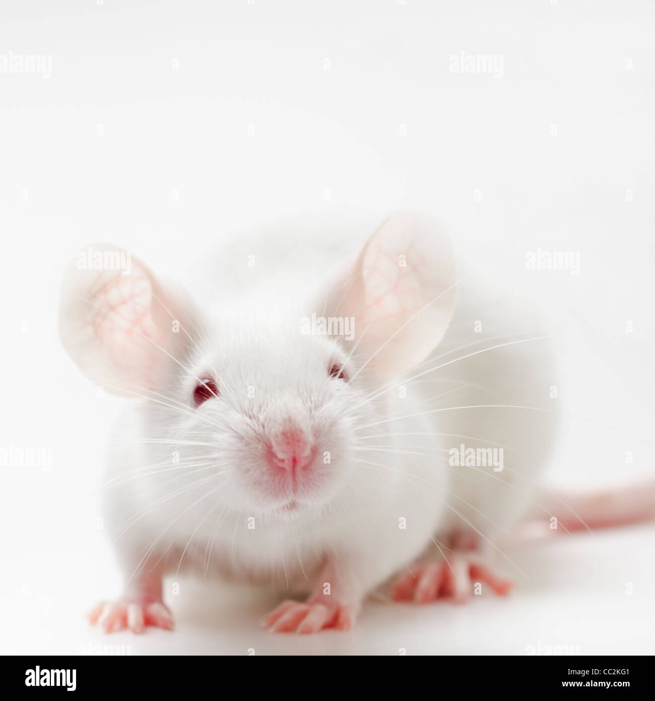 White mouse on white background, studio shot Stock Photo - Alamy