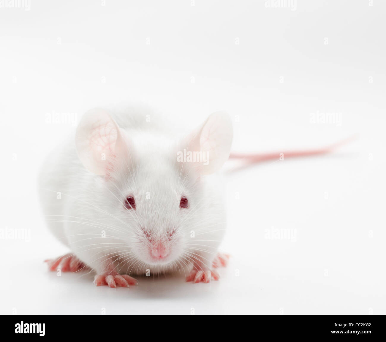 Cute White Mice