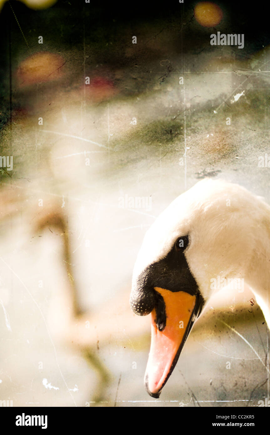 Two swans swimming on lake Stock Photo - Alamy
