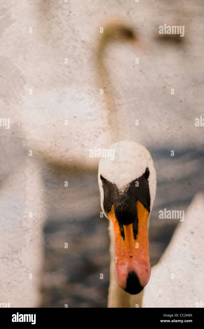 Two swans swimming on lake Stock Photo - Alamy