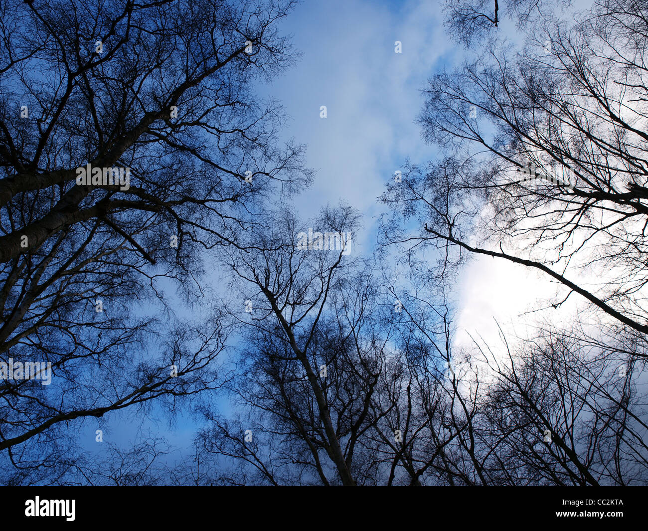 Trees woods stormy sky hi-res stock photography and images - Alamy