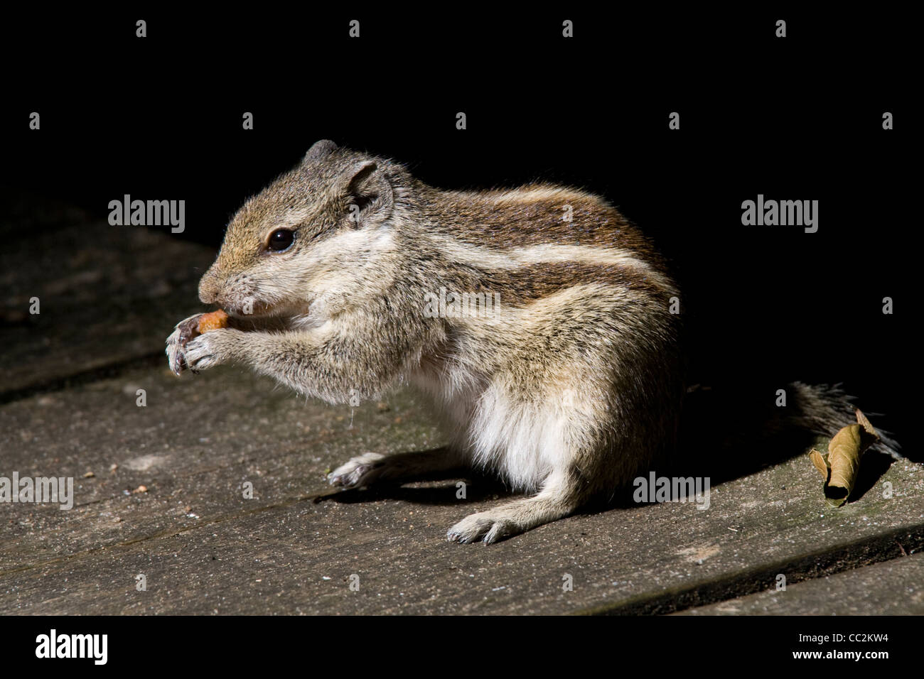 The word squirrel hi-res stock photography and images - Alamy
