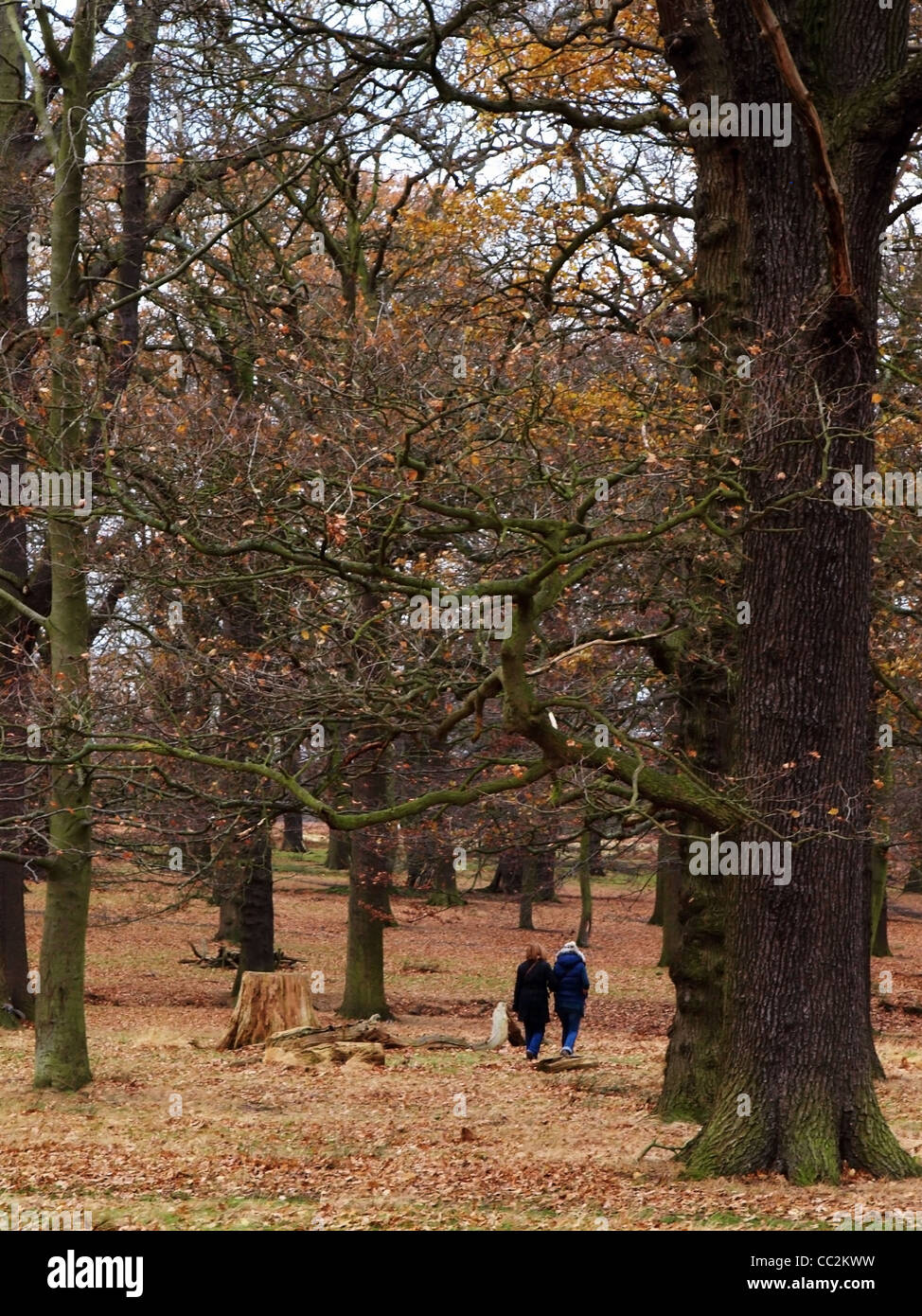 Two women walk through the woods in RichmondPark Stock Photo - Alamy