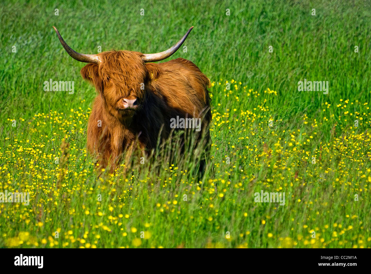 Highlander hi-res stock photography and images - Alamy