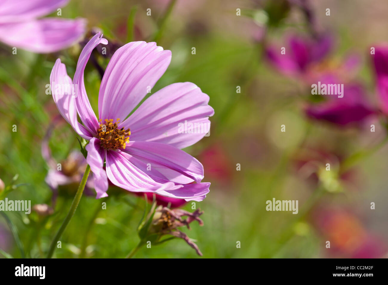Violet flower in sunny day on green background Stock Photo - Alamy