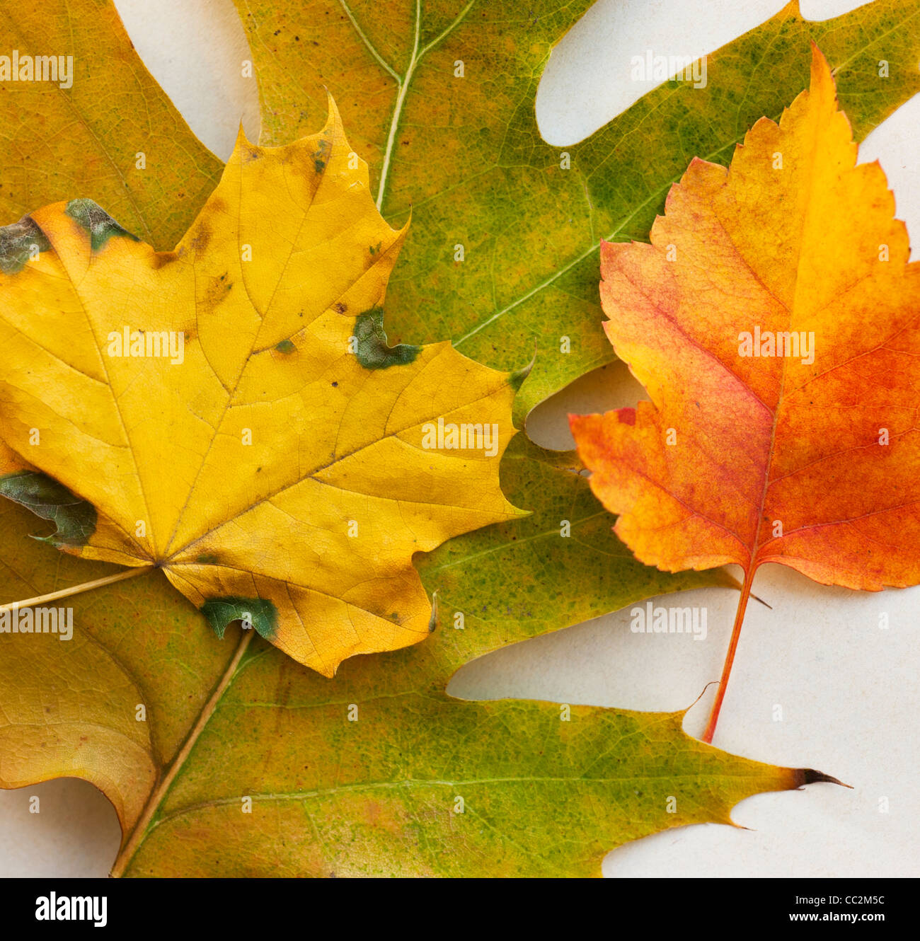 Three autumn maple leaves hi-res stock photography and images - Alamy
