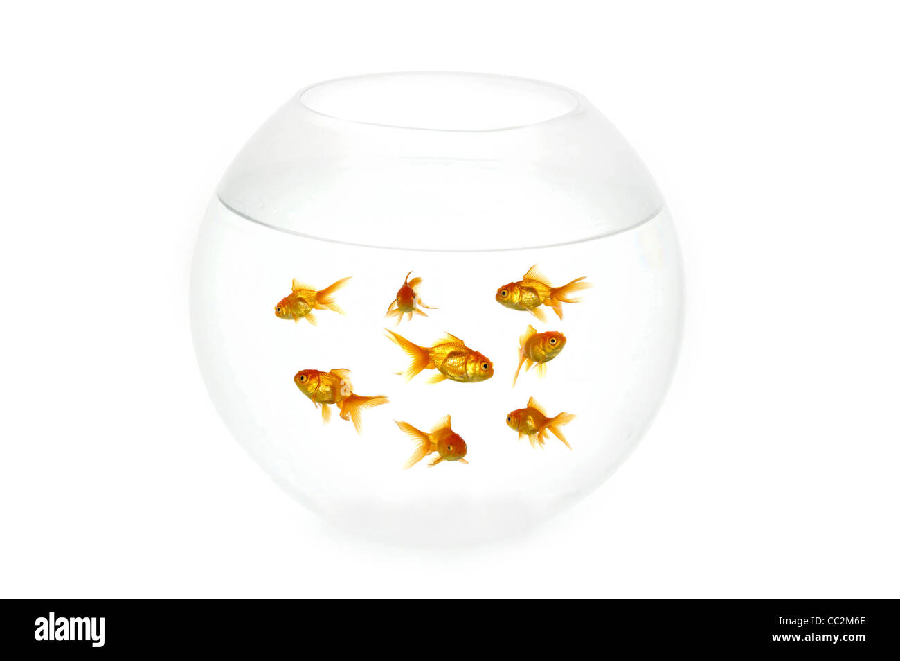 Many gold fish in a fish bowl. On clean white background Stock Photo ...