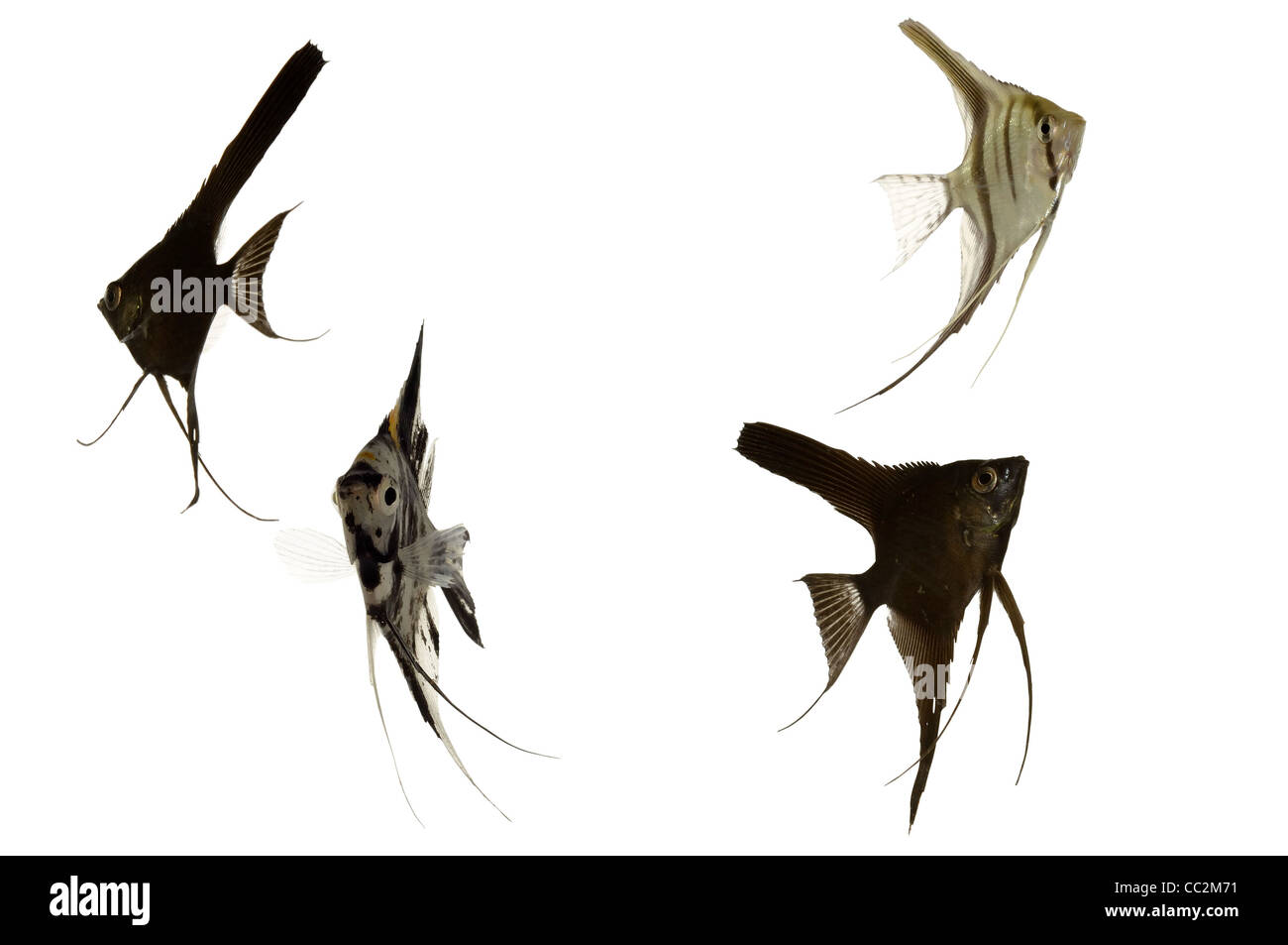 Scalar fish swimming. Taken on a clean white background Stock Photo - Alamy